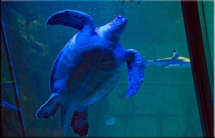 Hunstanton SEA LIFE Sanctuary - Shark
