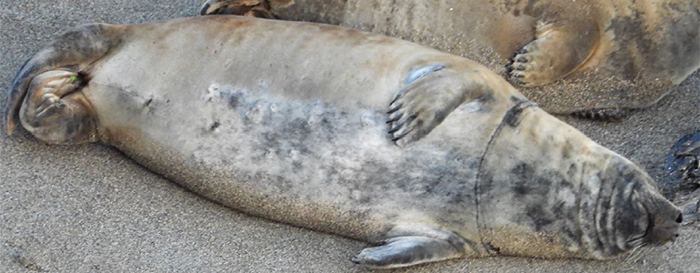 CORNISH SEAL SANCTUARY - Alpha - Rescued Seal Pup - 2016-17 Season