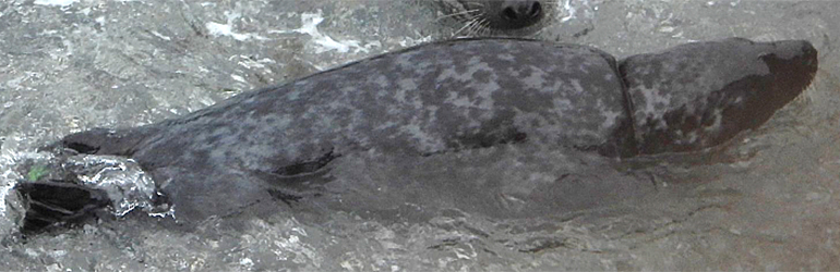 CORNISH SEAL SANCTUARY - Alpha - Rescued Seal Pup - 2016-17 Season