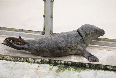 CORNISH SEAL SANCTUARY - Alpha - Rescued Seal - 2017-18 Season