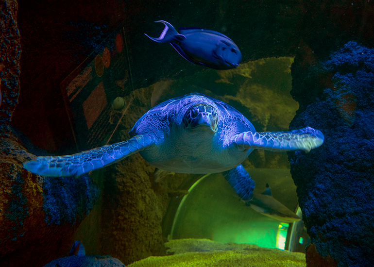 Hunstanton SEA LIFE - Photo Gallery - 2022