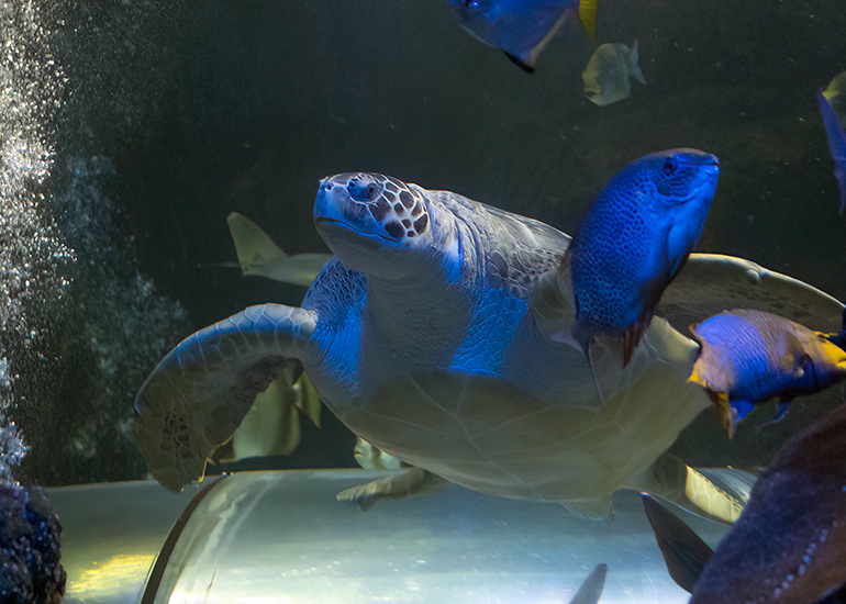 Hunstanton SEA LIFE - Photo Gallery - 2023