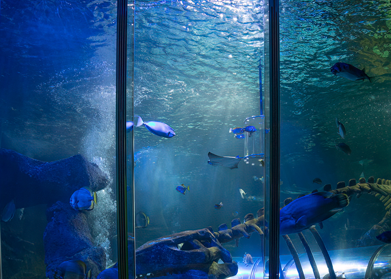 Hunstanton SEA LIFE - Photo Gallery - 2023