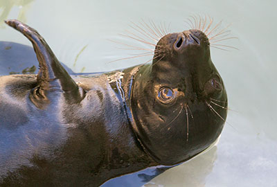 CORNISH SEAL SANCTUARY - NEWS UPDATE - DECEMBER 2014