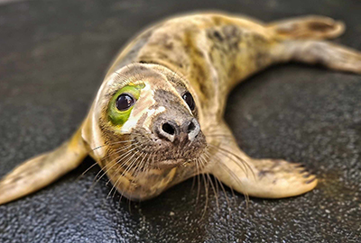 CORNISH SEAL SANCTUARY - SEA LIFE TRUST - Benedict Cumberbatch ...