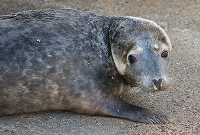 CORNISH SEAL SANCTUARY - BOGGLE
