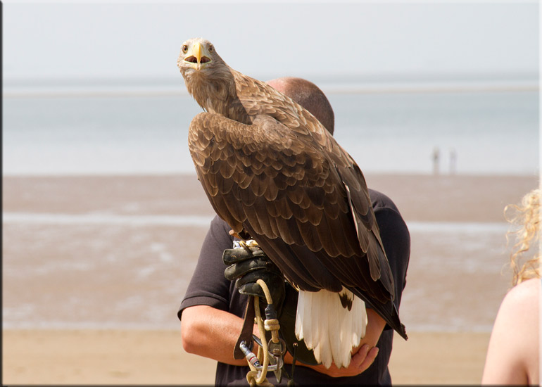 Hunstanton SEA LIFE Sanctuary - CBBC Wild Show 13th July 2013