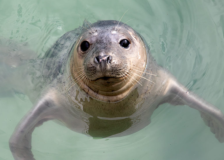 CORNISH SEAL SANCTUARY - PHOTO GALLERY - Dill