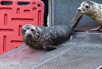 CORNISH SEAL SANCTUARY - SEA LIFE TRUST - Duran Duran - Rescued Seal ...