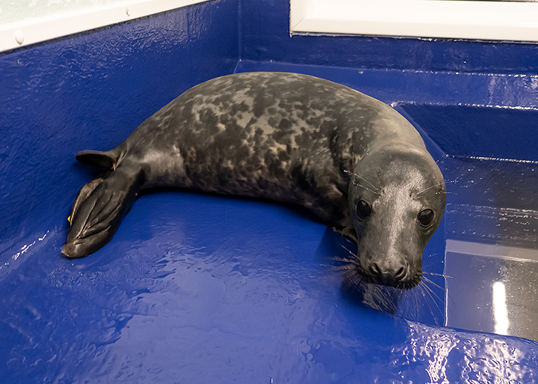 CORNISH SEAL SANCTUARY - SEA LIFE TRUST - PHOTO GALLERY