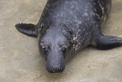 CORNISH SEAL SANCTUARY - SEA LIFE TRUST - Elf - Rescued Grey Seal Pup ...