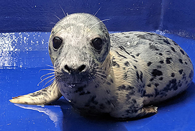 CORNISH SEAL SANCTUARY - SEA LIFE TRUST - Fish Fingers - Rescued Seal ...