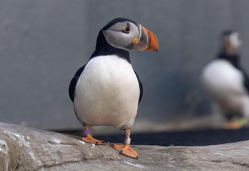 CORNISH SEAL SANCTUARY - SEA LIFE TRUST - NEWS UPDATE - APRIL 2024