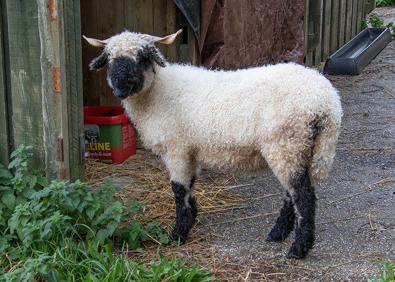 CORNISH SEAL SANCTUARY - PHOTO GALLERY - OCTOBER 2022