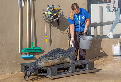 CORNISH SEAL SANCTUARY - SEA LIFE TRUST - NEWS UPDATE - 17th December 2022