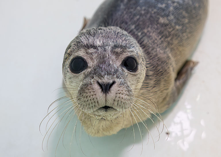 Hunstanton SEA LIFE - Photo Gallery - Iced Tea - Rescued Common Seal ...