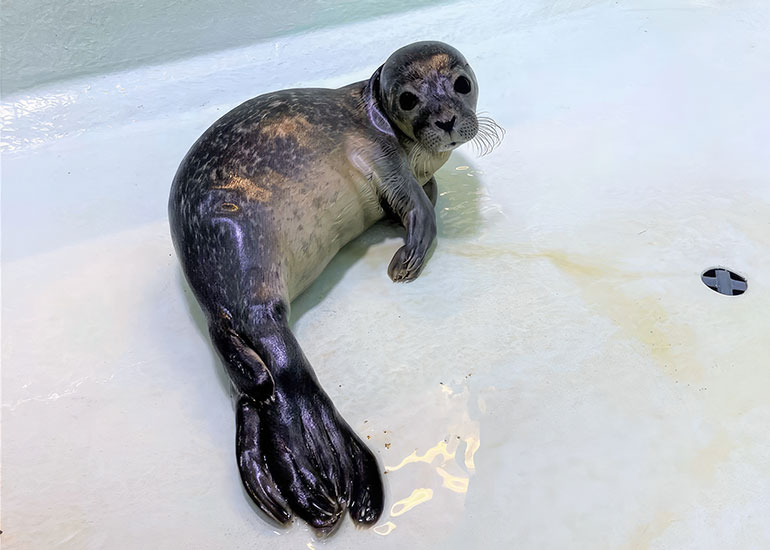 Hunstanton SEA LIFE - Photo Gallery - Iced Tea - Rescued Common Seal ...