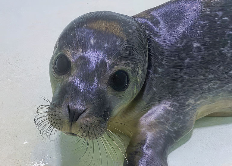 Hunstanton SEA LIFE - Photo Gallery - Iced Tea - Rescued Common Seal ...