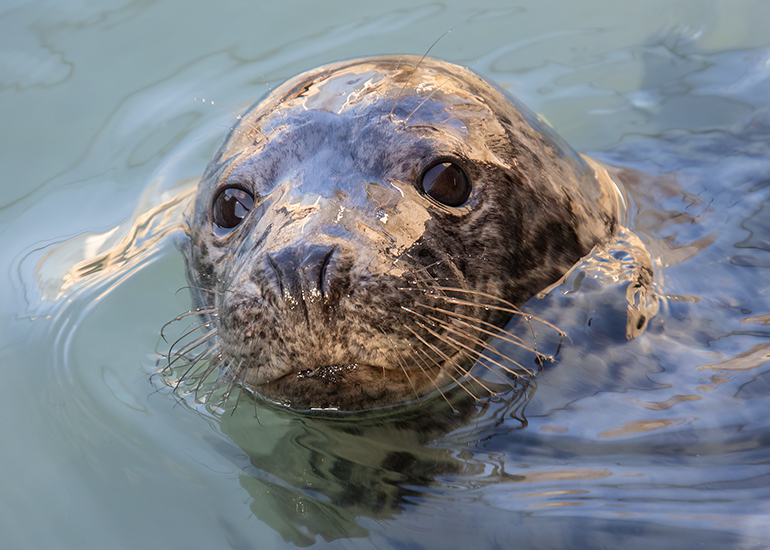 CORNISH SEAL SANCTUARY - PHOTO GALLERY - Kelpie