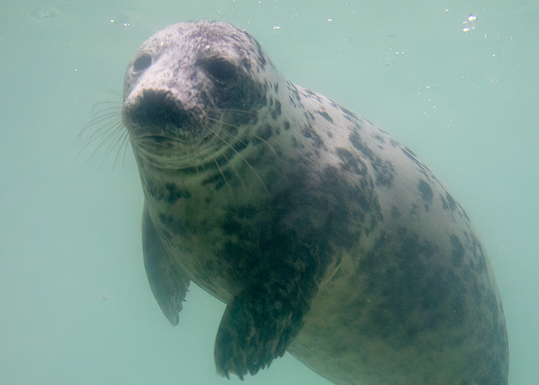 CORNISH SEAL SANCTUARY - PHOTO GALLERY - Kelpie