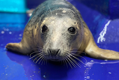 CORNISH SEAL SANCTUARY - SEA LIFE TRUST - Kipper - Rescued Seal Pup ...