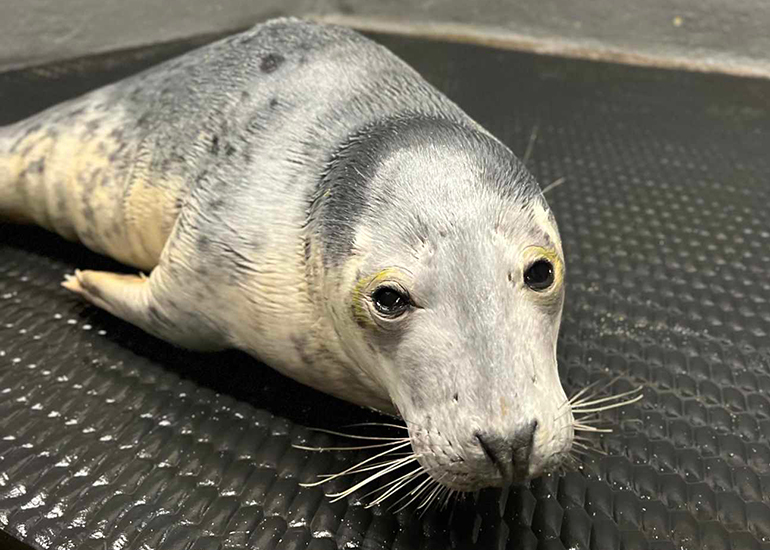 CORNISH SEAL SANCTUARY - SEA LIFE TRUST - Margot Robbie - 2023-24 Seal ...