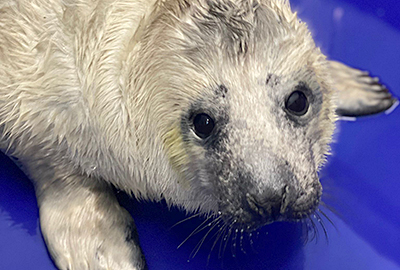 CORNISH SEAL SANCTUARY - SEA LIFE TRUST - Narwhal - Rescued Seal Pup ...