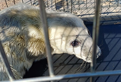 CORNISH SEAL SANCTUARY - SEA LIFE TRUST - Owen Wilson - Rescued Grey ...
