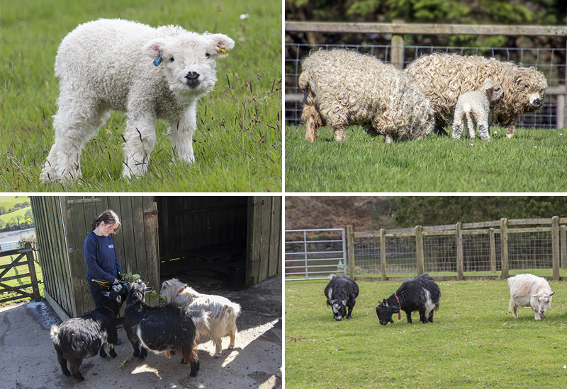 CORNISH SEAL SANCTUARY - SEA LIFE TRUST - NEWS UPDATE - APRIL 2024