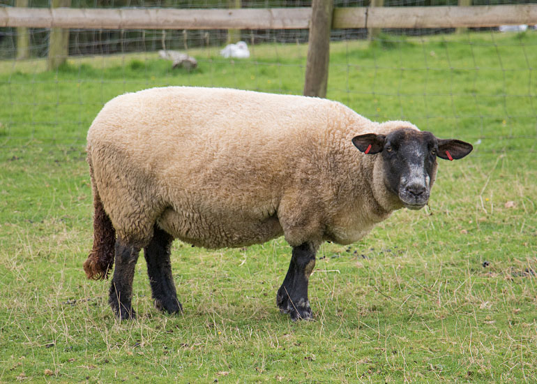 CORNISH SEAL SANCTUARY - PADDOCK ANIMALS