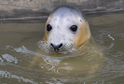 CORNISH SEAL SANCTUARY - SEA LIFE TRUST - Peppa Pig - Rescued Grey Seal ...