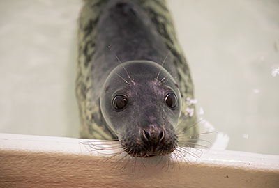 Hunstanton SEA LIFE - Press Release - Seal avoids "slow and painful ...
