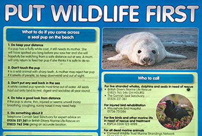 CORNISH SEAL SANCTUARY - SEA LIFE TRUST - NEWS UPDATE - JANUARY 2019
