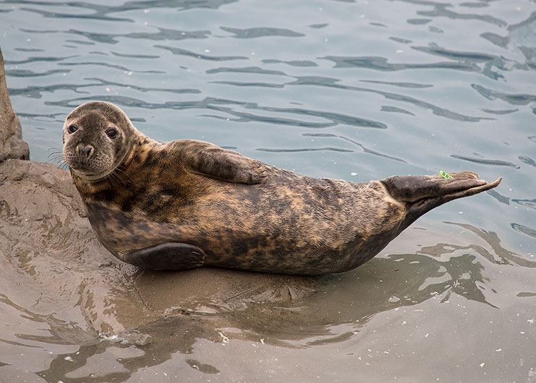 Hunstanton SEA LIFE - Photo Gallery - Relashio - Rescued grey seal - 2018