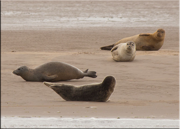 Hunstanton SEA LIFE Sanctuary - Photo Gallery