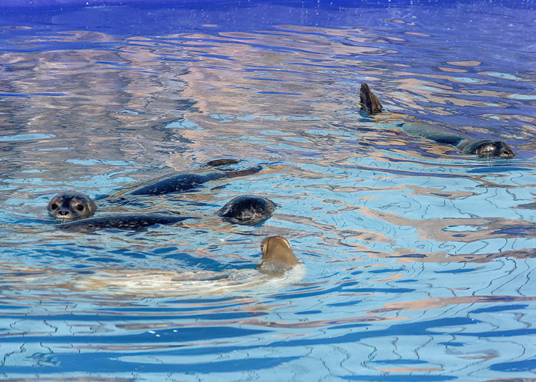 Hunstanton SEA LIFE - Photo Gallery - Rescued Common Seal Pup - 2022