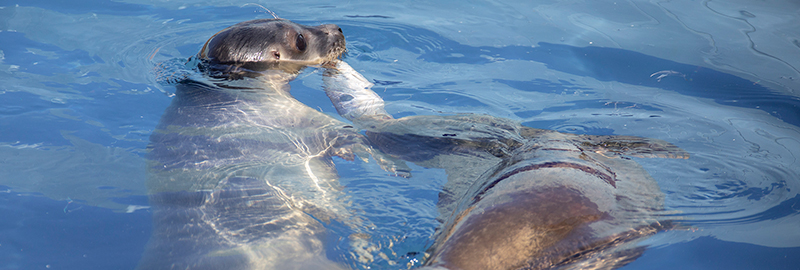 SEA LIFE Hunstanton - Press Release