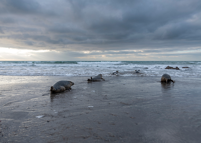 CORNISH SEAL SANCTUARY - PHOTO GALLERY