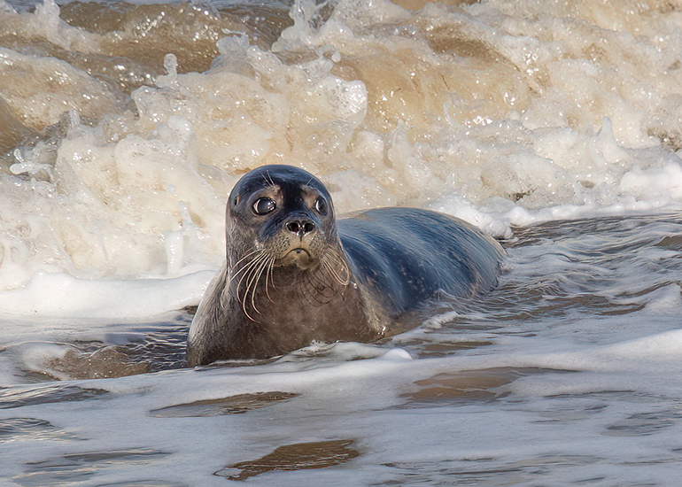 Hunstanton SEA LIFE - Photo Gallery - Seal Release - 3rd October 2023