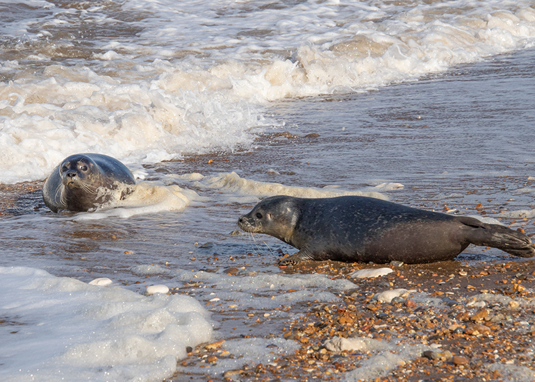 Hunstanton SEA LIFE - Photo Gallery - Seal Release - 3rd October 2023