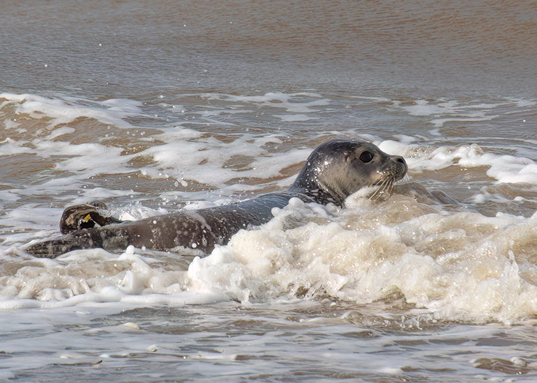 Hunstanton SEA LIFE - Photo Gallery - Seal Release - 3rd October 2023