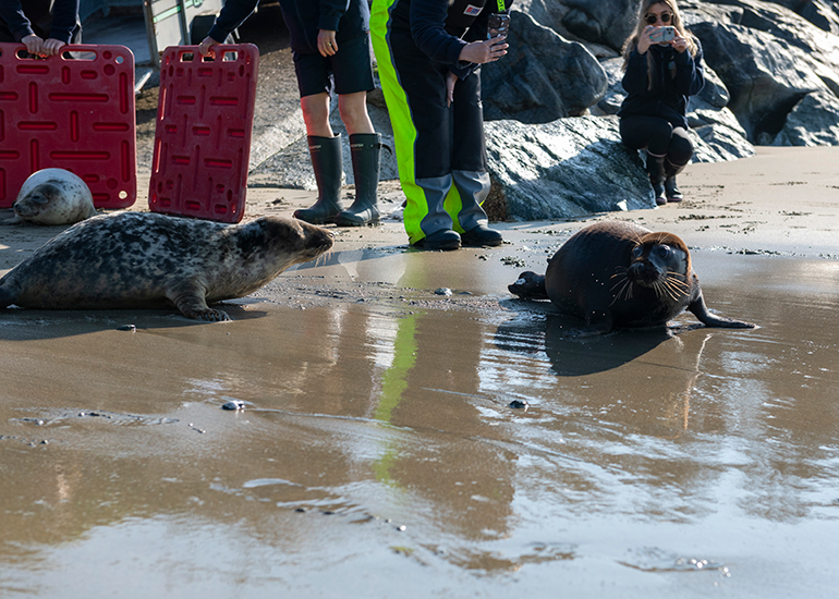 CORNISH SEAL SANCTUARY - PHOTO GALLERY
