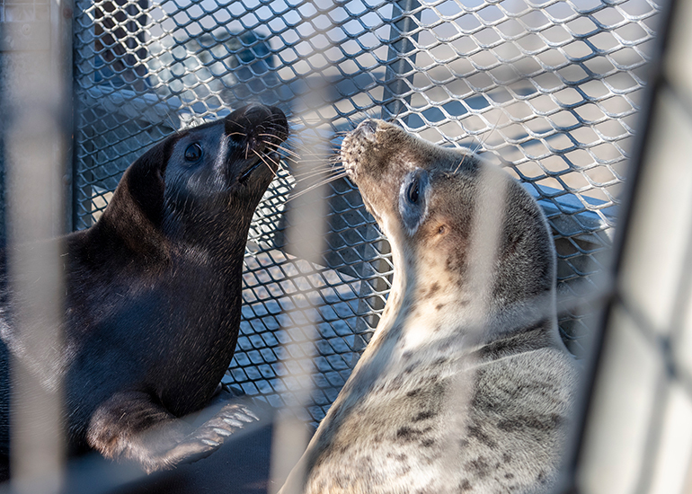 CORNISH SEAL SANCTUARY - PHOTO GALLERY