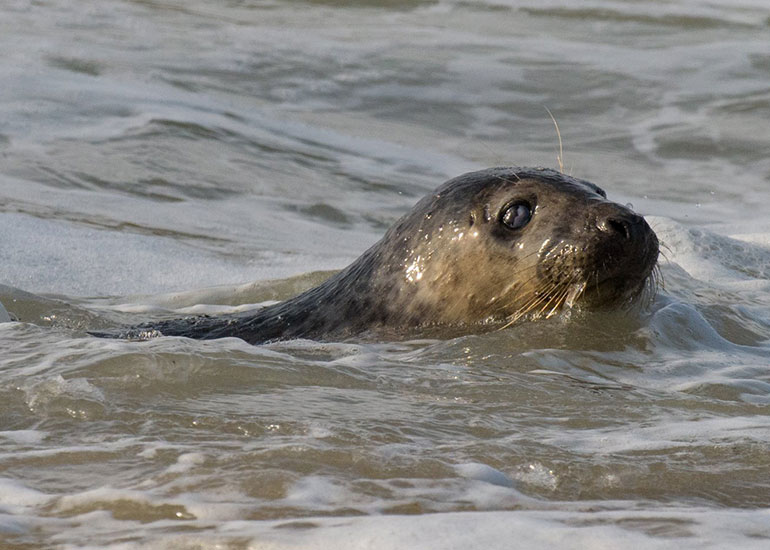 CORNISH SEAL SANCTUARY - SEAL RELEASE - 23RD MARCH 2016