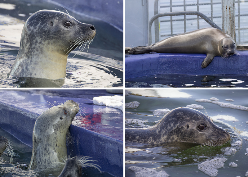 Hunstanton SEA LIFE - News Update - Autumn 2023