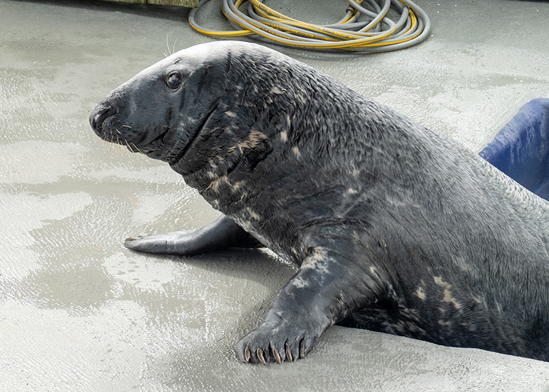 CORNISH SEAL SANCTUARY - PHOTO GALLERY - April 2024
