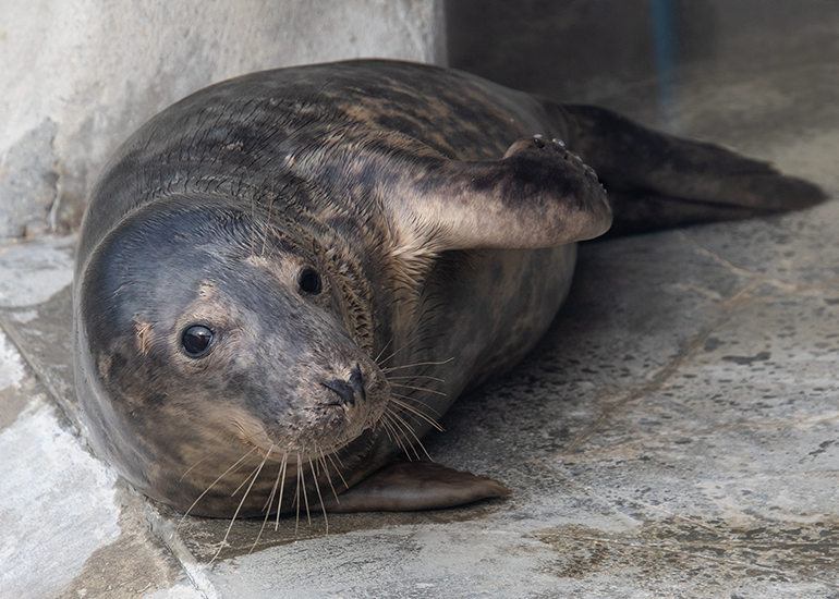 CORNISH SEAL SANCTUARY - PHOTO GALLERY - Sesame