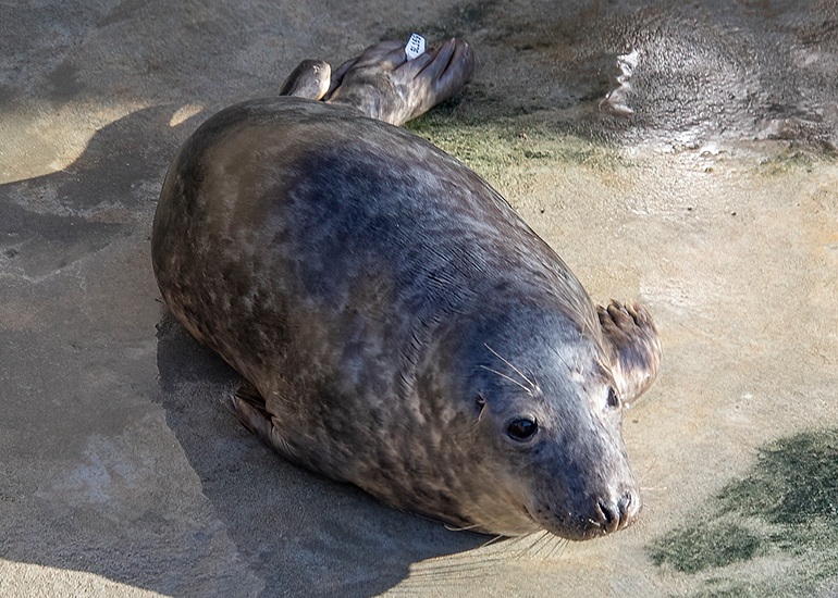 CORNISH SEAL SANCTUARY - PHOTO GALLERY - Sesame
