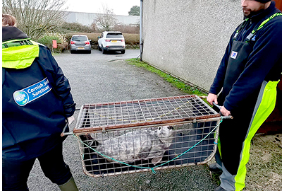 CORNISH SEAL SANCTUARY - SEA LIFE TRUST - SESAME - Rescued Seal Pup ...