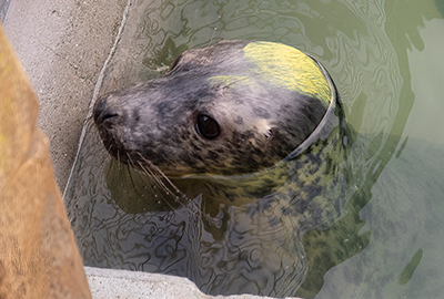 CORNISH SEAL SANCTUARY - SEA LIFE TRUST - Splodge - Rescued Seal Pup ...